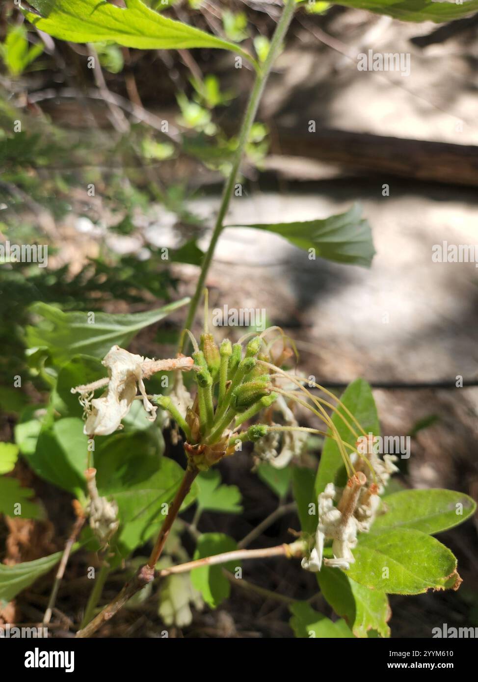 western azalea (Rhododendron occidentale Stock Photo - Alamy