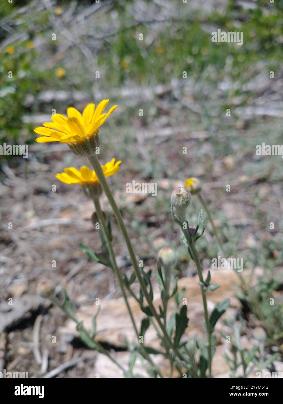 common woolly sunflower (Eriophyllum lanatum Stock Photo - Alamy