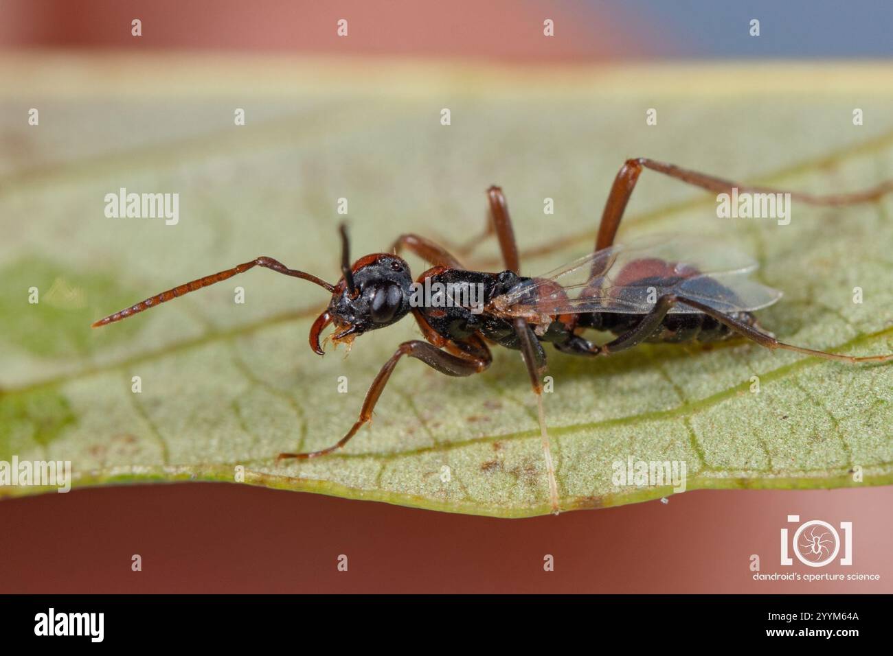 Long-horned Amazon Ant (Polyergus longicornis Stock Photo - Alamy