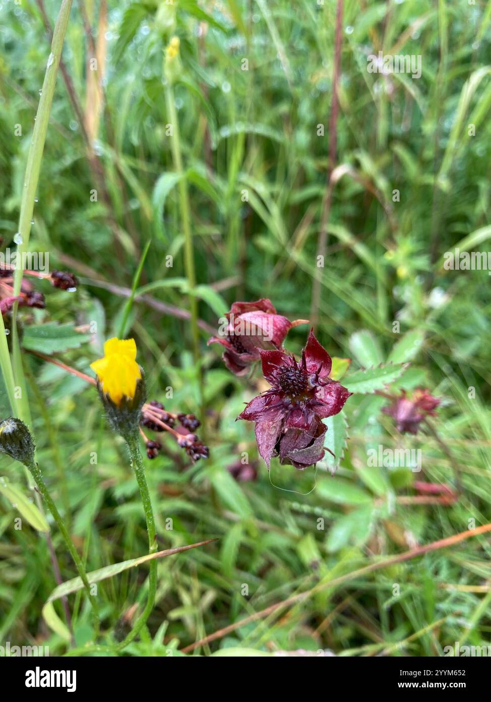 marsh cinquefoil (Comarum palustre Stock Photo - Alamy