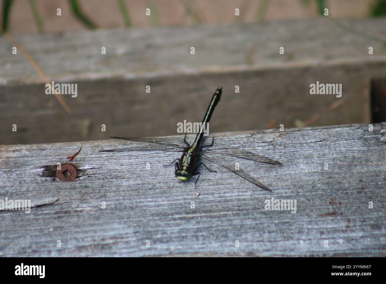 Black-shouldered Spinyleg (Dromogomphus spinosus Stock Photo - Alamy