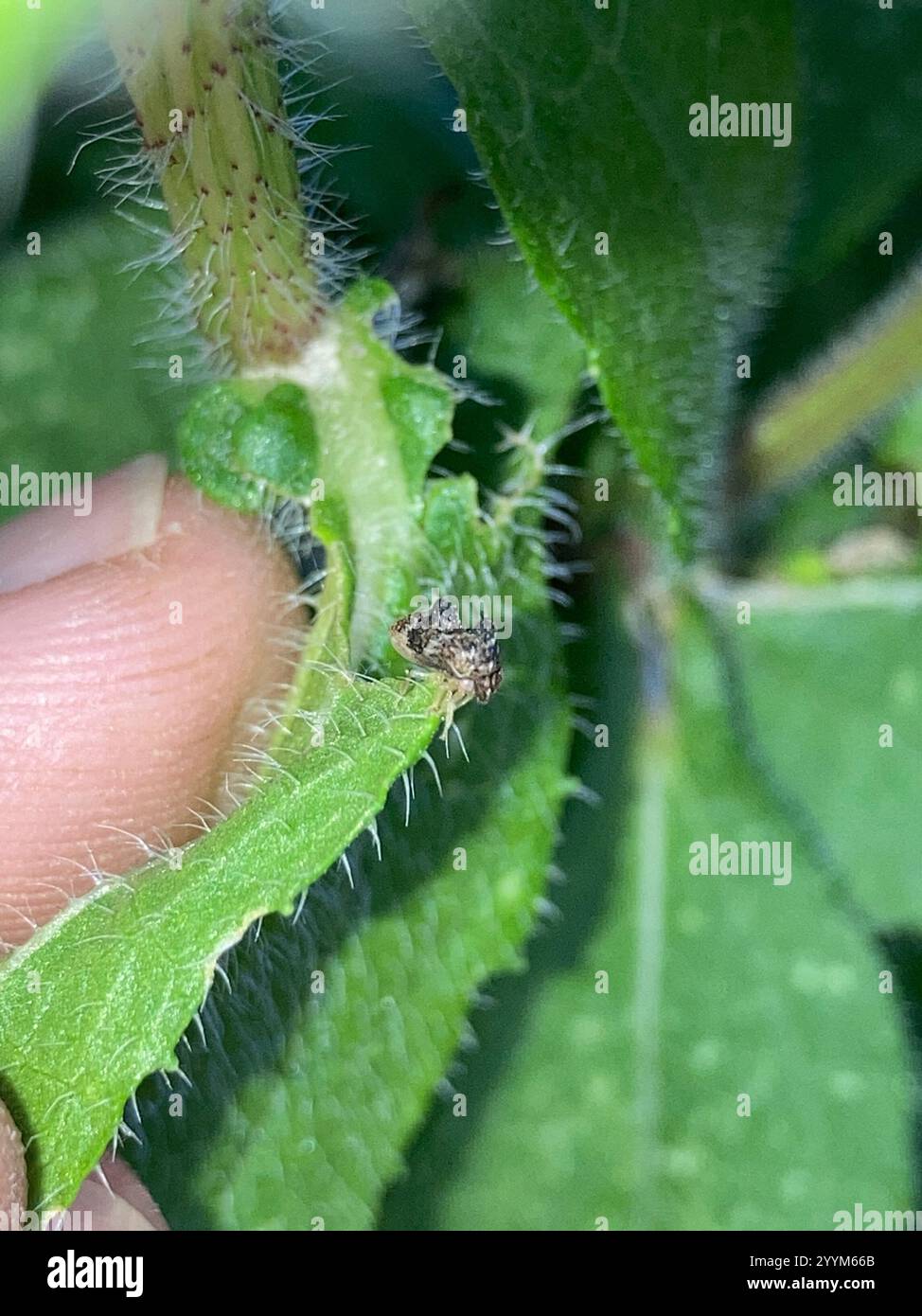 Keeled treehopper hi-res stock photography and images - Alamy