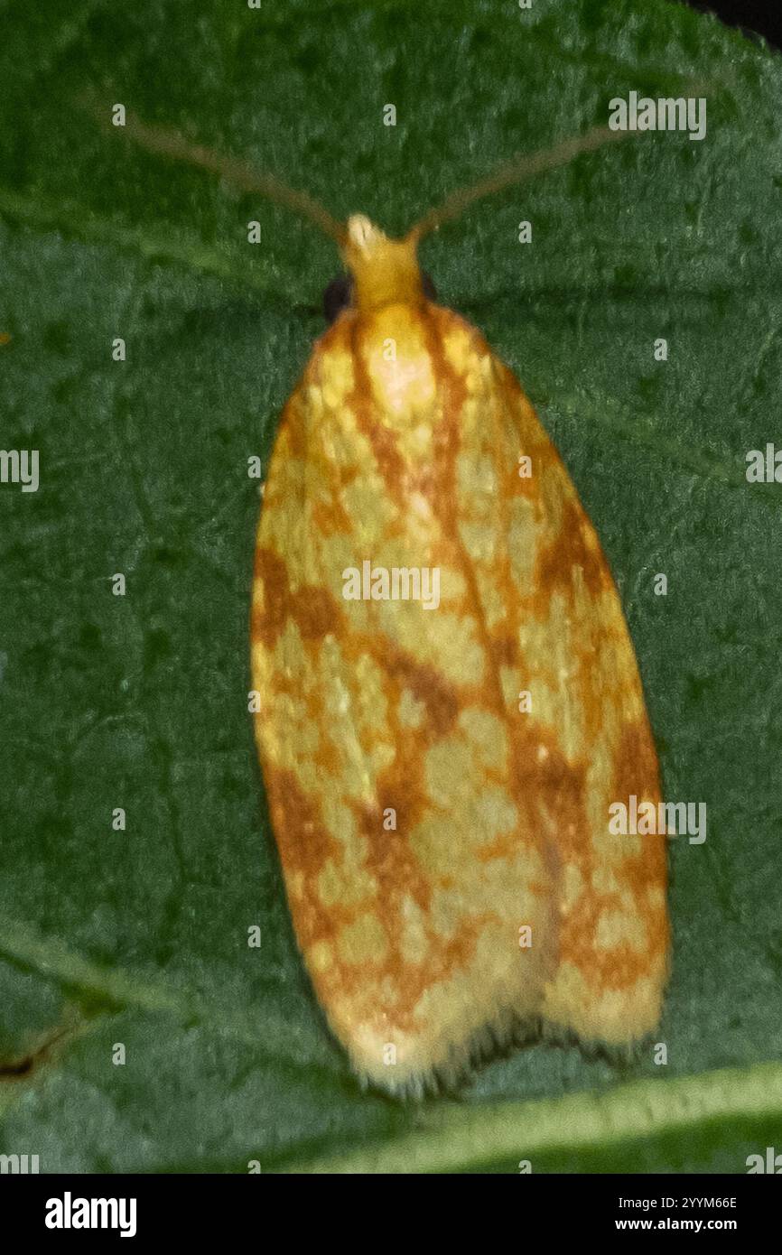Sparganothis Fruitworm Moth (Sparganothis sulfureana Stock Photo - Alamy