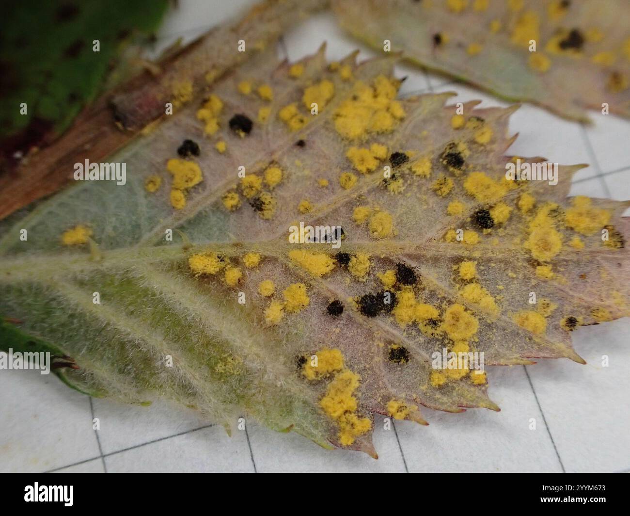 Rubus rust (Phragmidium violaceum Stock Photo - Alamy