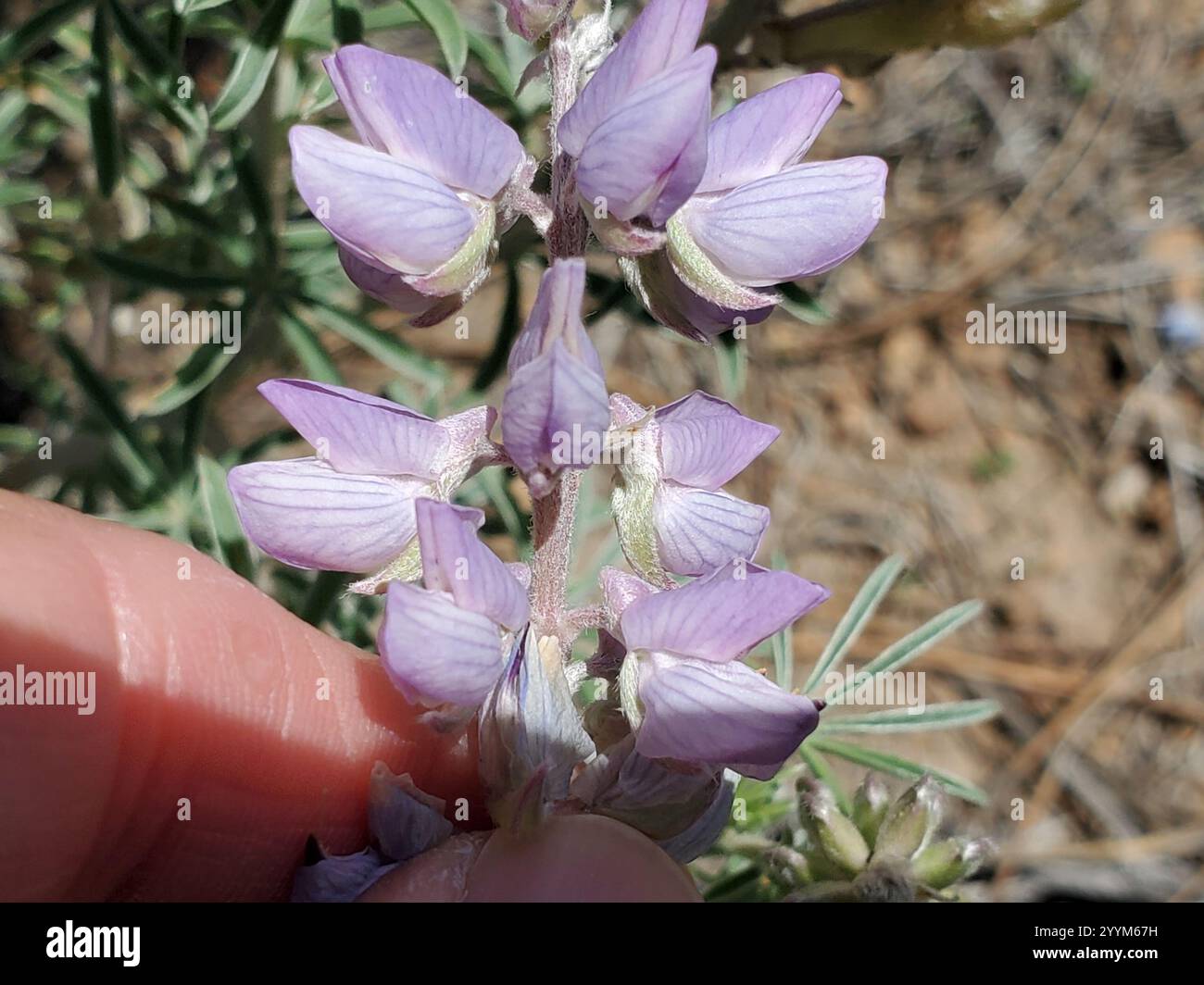 Kellogg's Spurred Lupine (Lupinus caudatus Stock Photo - Alamy