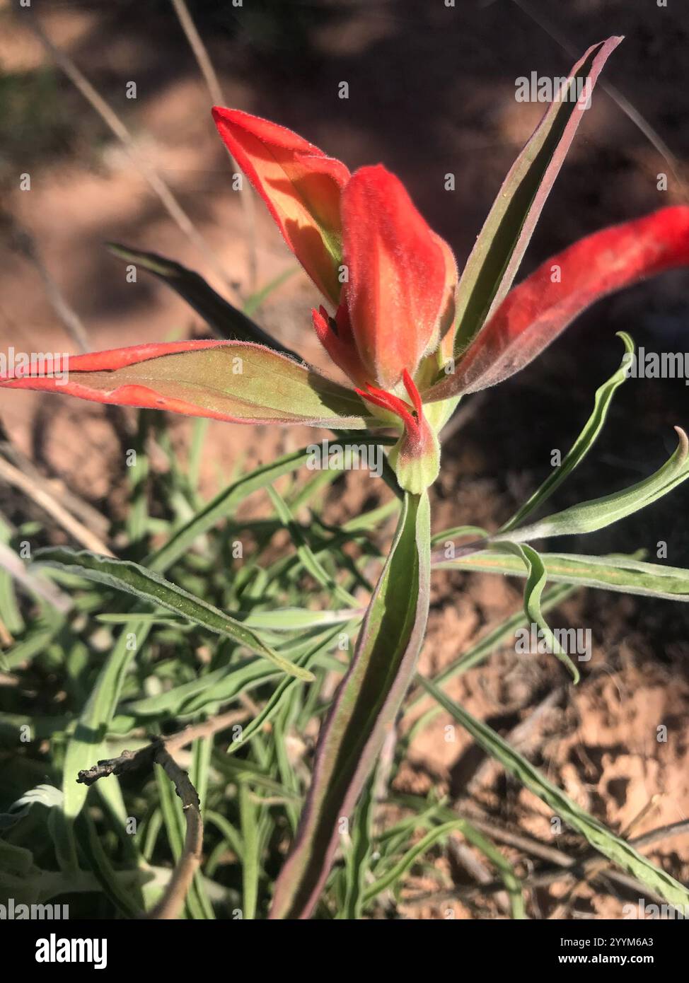 Wholeleaf Paintbrush (Castilleja integra Stock Photo - Alamy