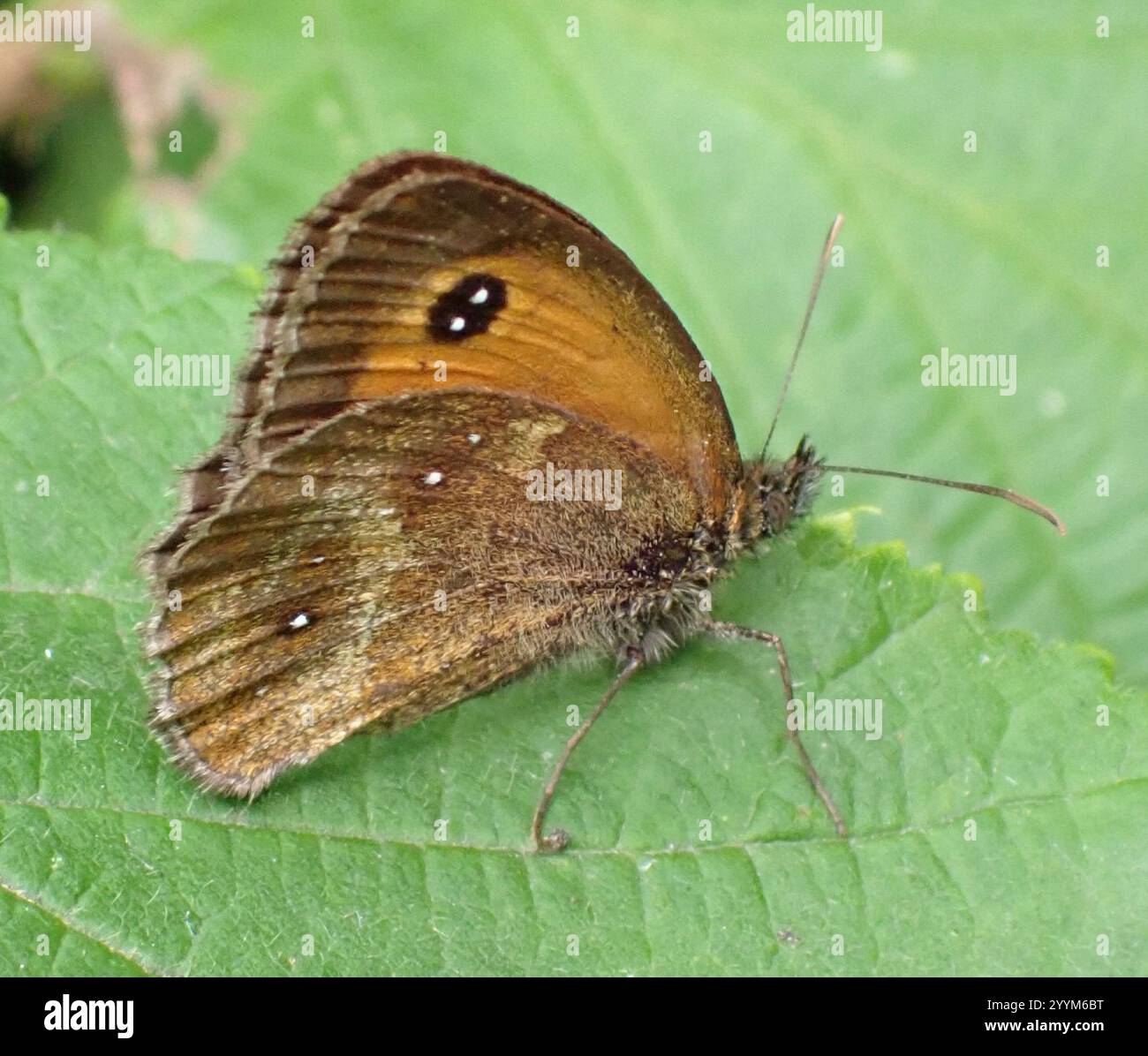 Gatekeeper (Pyronia tithonus Stock Photo - Alamy