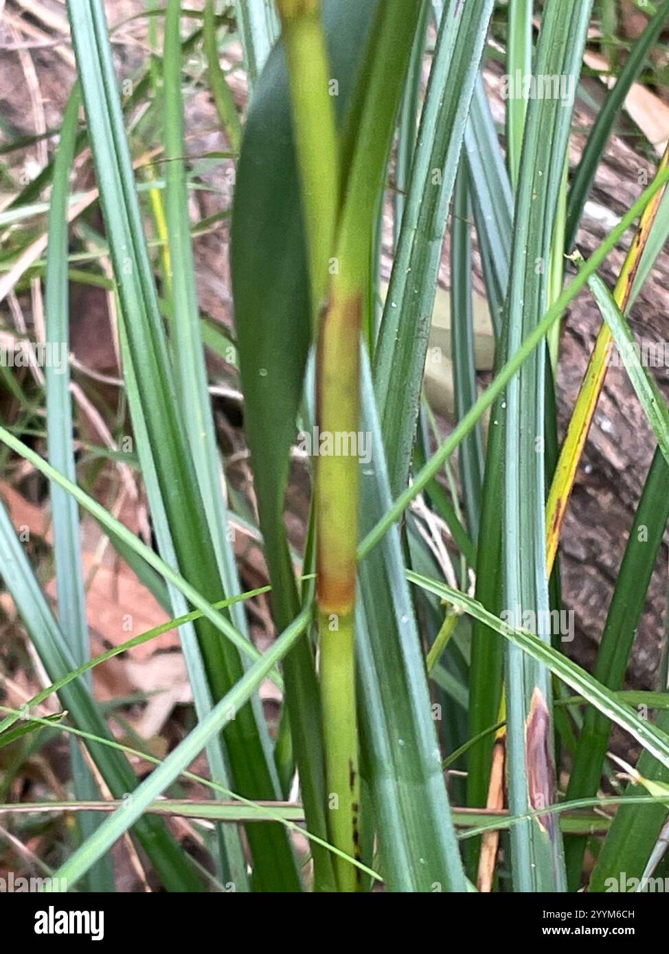 Red-berried Saw-sedge (Gahnia aspera Stock Photo - Alamy