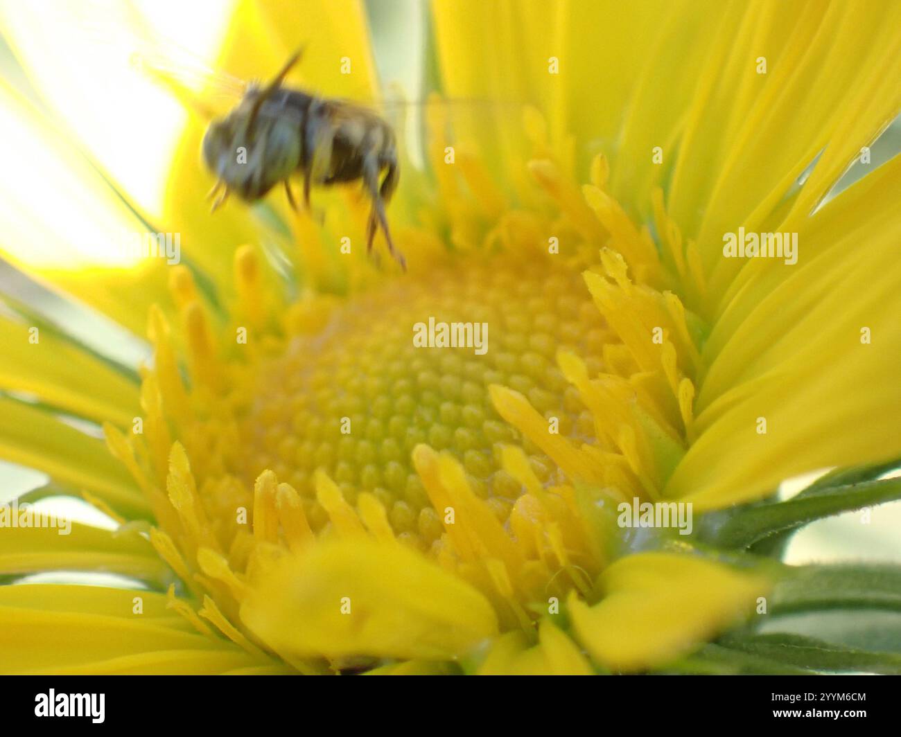 Longhorn-cuckoo bees (Triepeolus Stock Photo - Alamy