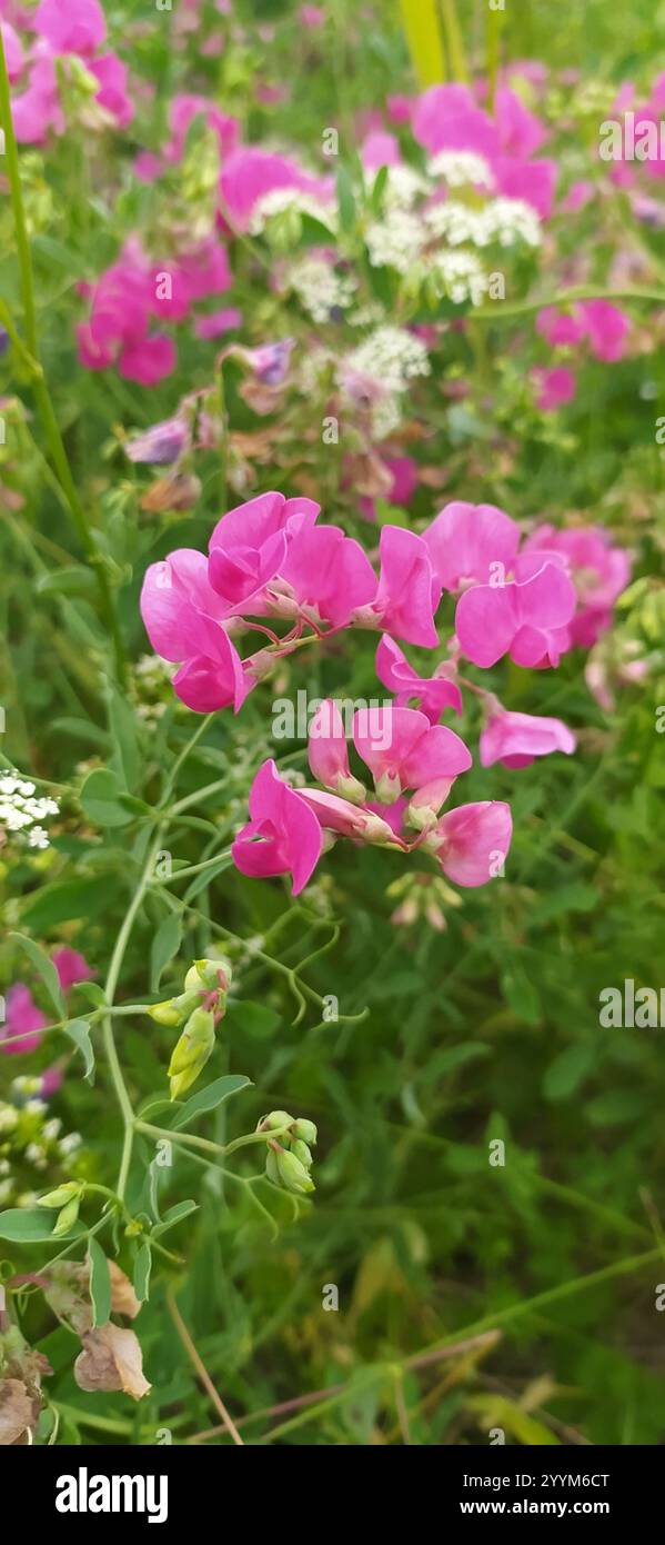 tuberous pea (Lathyrus tuberosus Stock Photo - Alamy