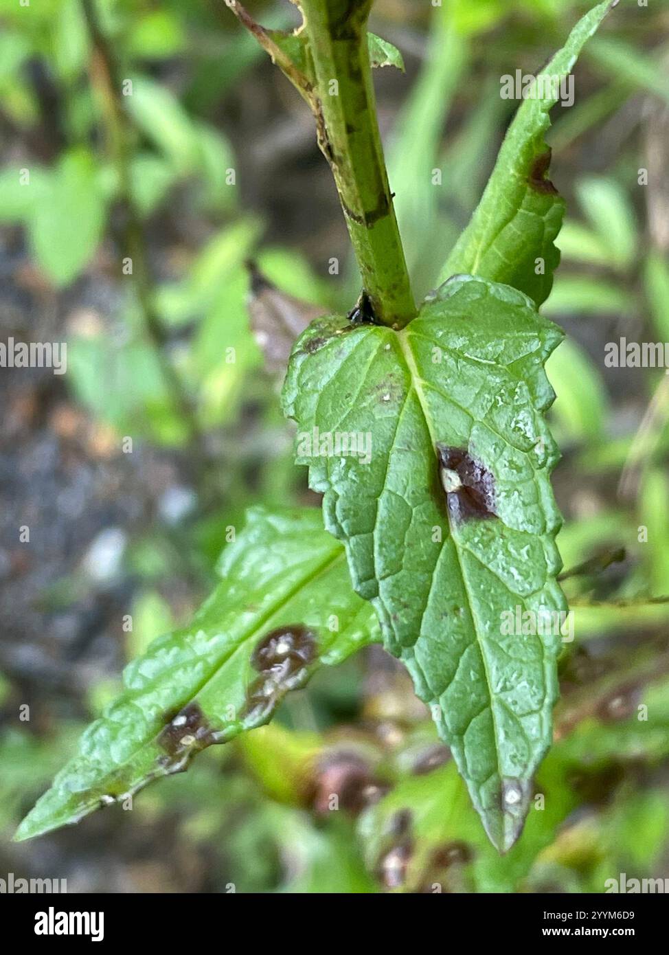 moth mullein (Verbascum blattaria Stock Photo - Alamy
