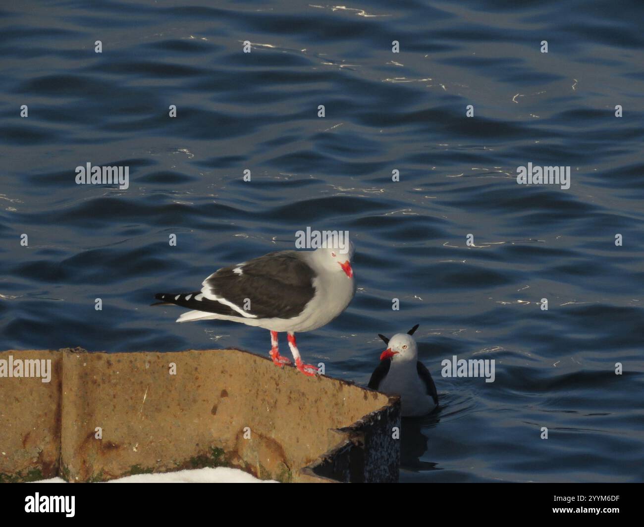 Dolphin Gull (Leucophaeus scoresbii Stock Photo - Alamy