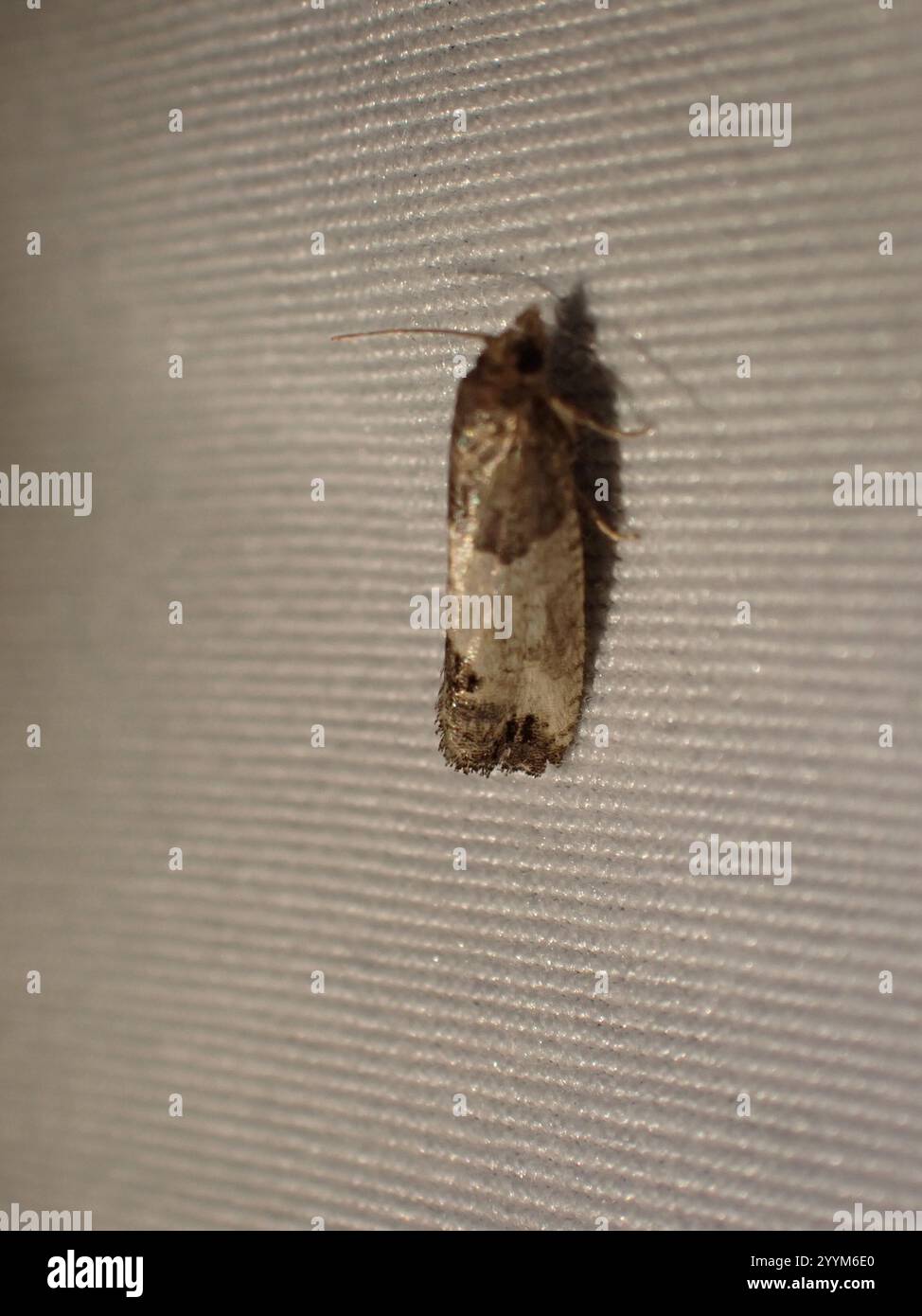 Eye-spotted Bud Moth (Spilonota ocellana Stock Photo - Alamy