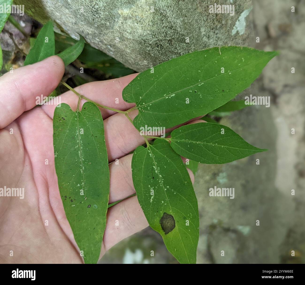 Virginia snakeroot (Aristolochia serpentaria Stock Photo - Alamy