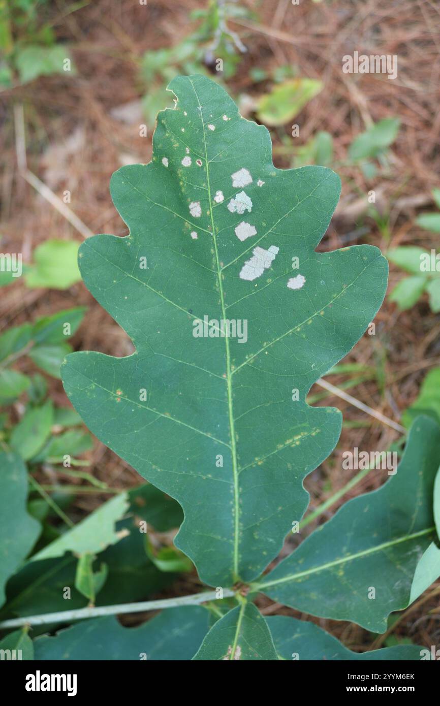 white oak (Quercus alba Stock Photo - Alamy