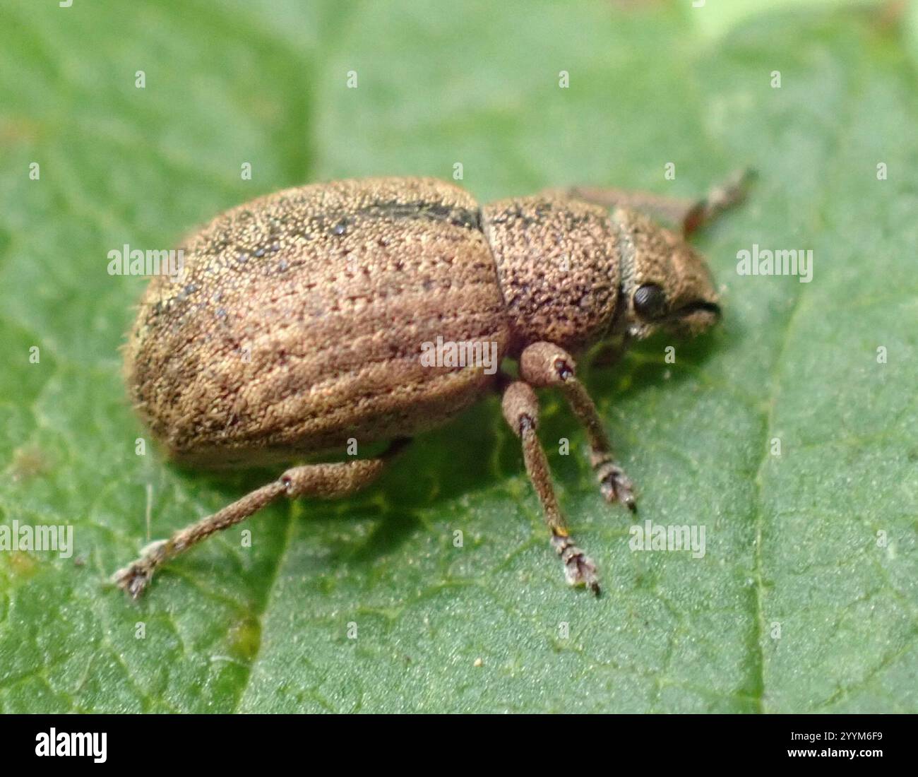 Nut Leaf Weevil (Strophosoma melanogrammum Stock Photo - Alamy