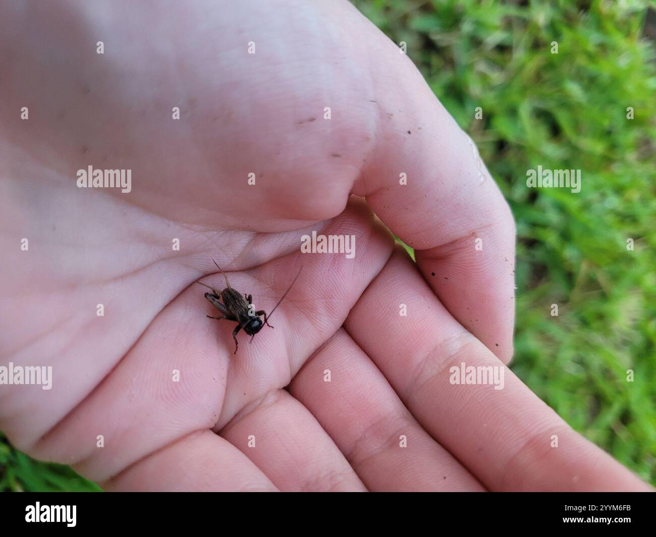 Eastern Trilling Cricket (Gryllus rubens Stock Photo - Alamy