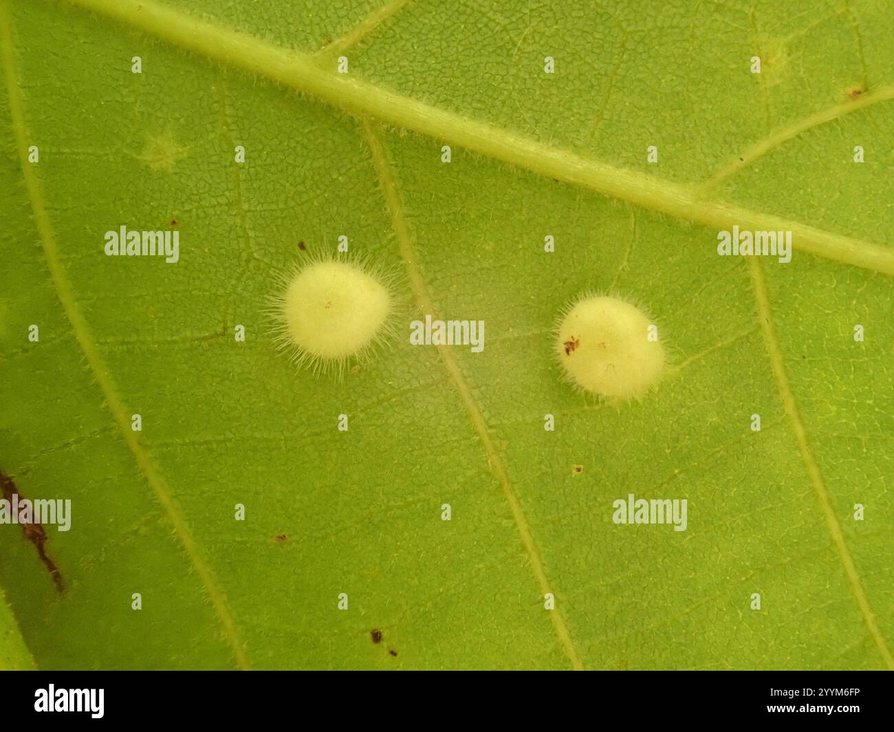 Hickory Placenta Gall Midge (Caryomyia thompsoni Stock Photo - Alamy
