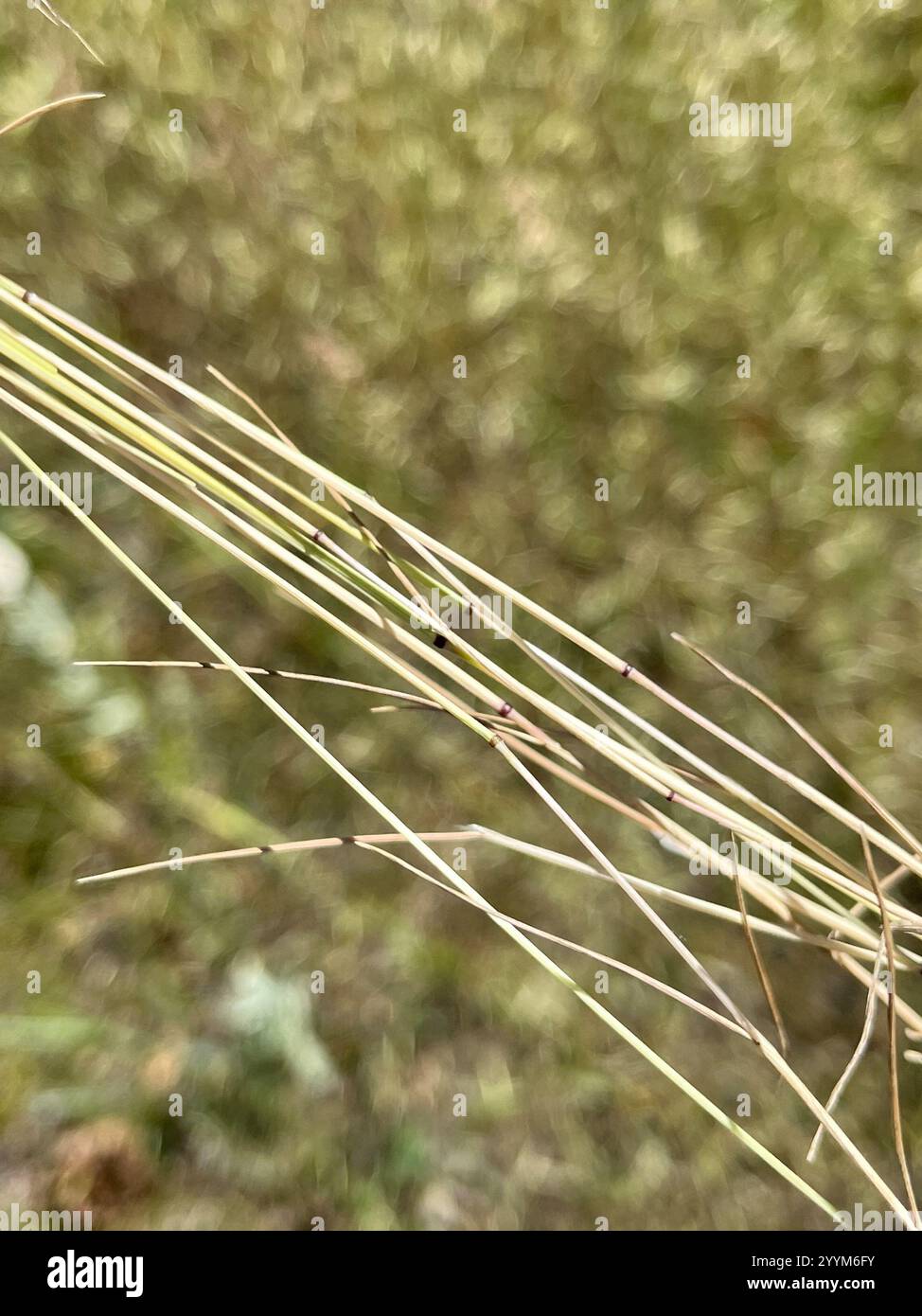 North Africa Grass (Ventenata dubia Stock Photo - Alamy