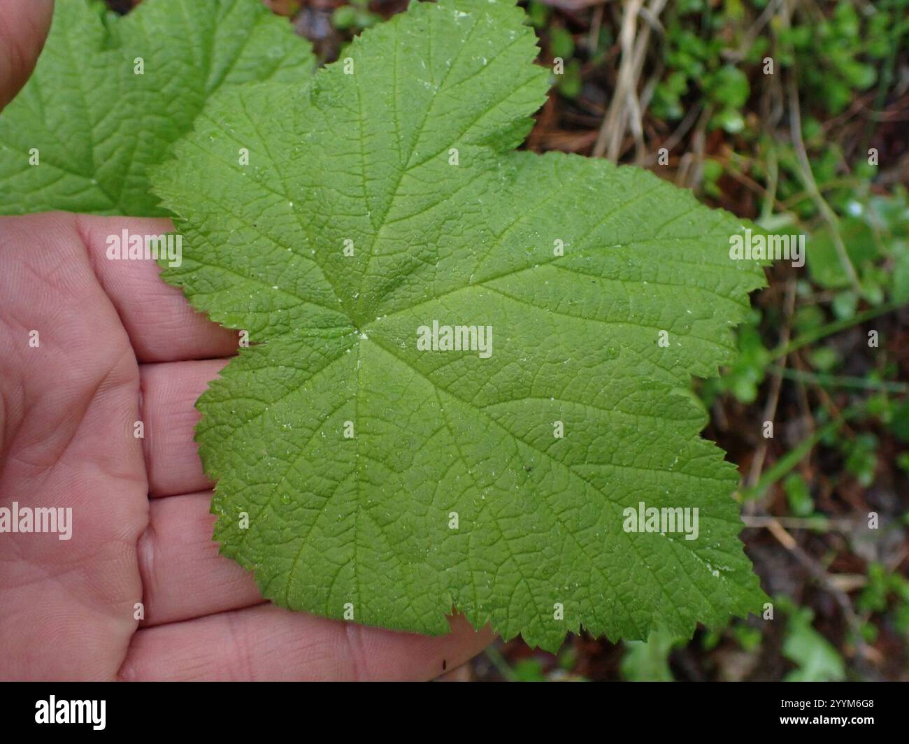 thimbleberry (Rubus parviflorus Stock Photo - Alamy