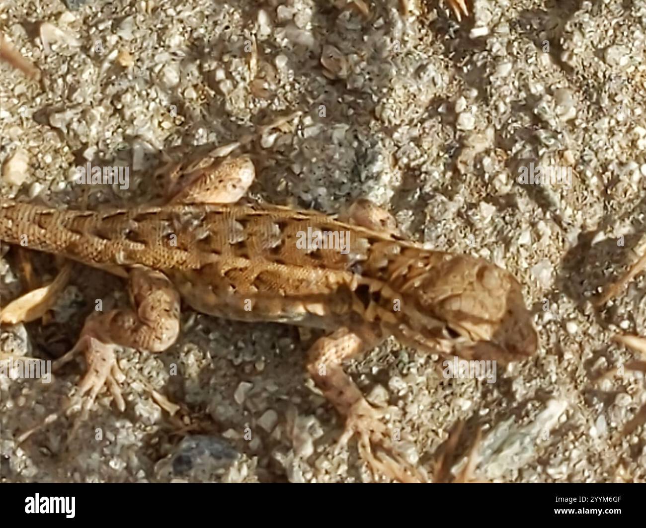 Common Side-blotched Lizard (Uta stansburiana Stock Photo - Alamy