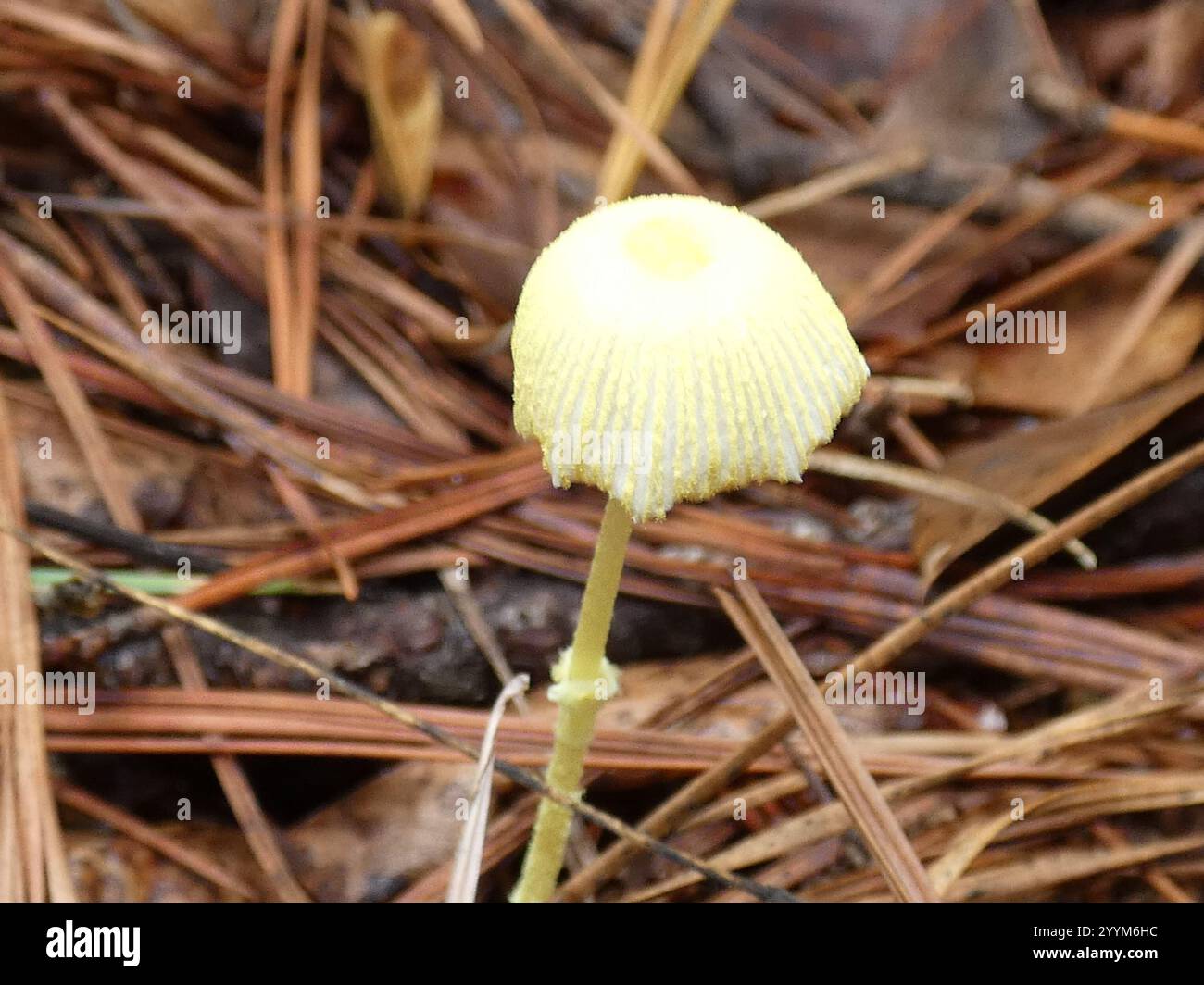 Leucocoprinus fragilissimus hi-res stock photography and images - Alamy