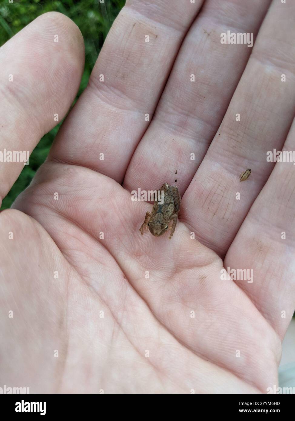 Spring Peeper (Pseudacris crucifer Stock Photo - Alamy