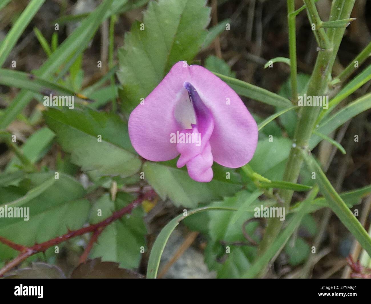 perennial wooly bean (Strophostyles umbellata Stock Photo - Alamy