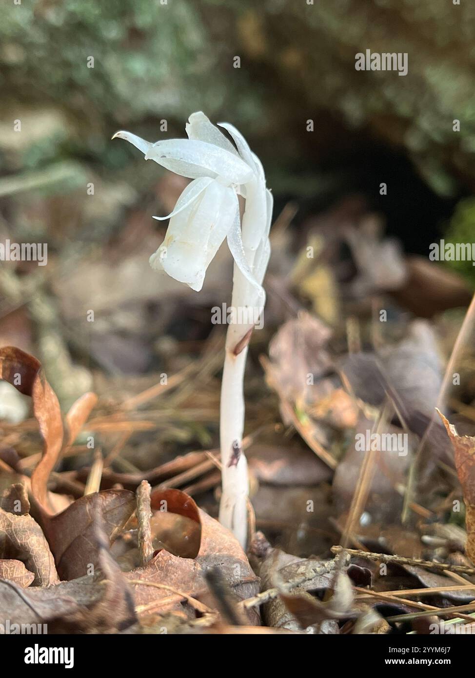 Ghost Pipe (Monotropa uniflora Stock Photo - Alamy