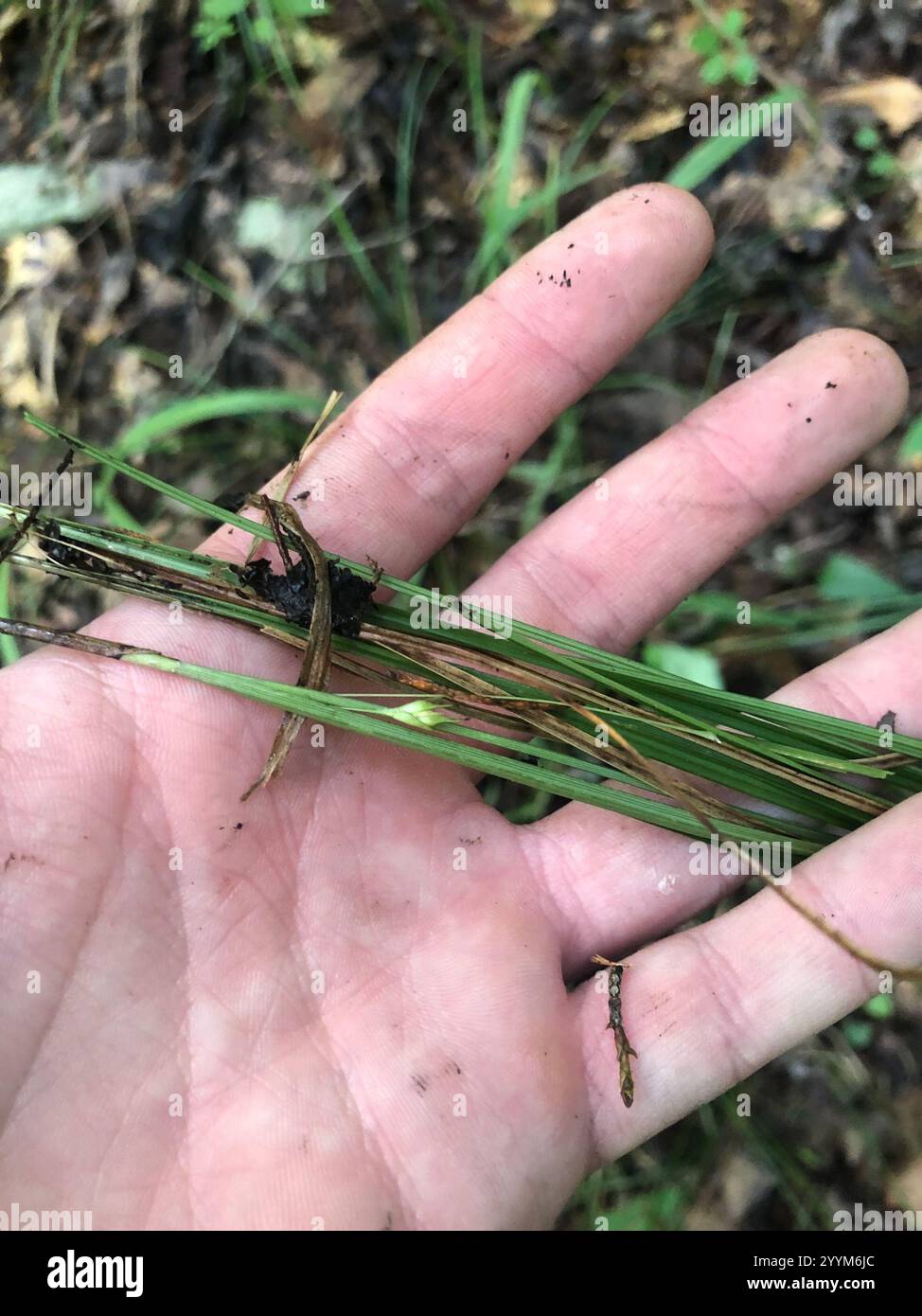Limestone Forest Sedge (Carex superata Stock Photo - Alamy