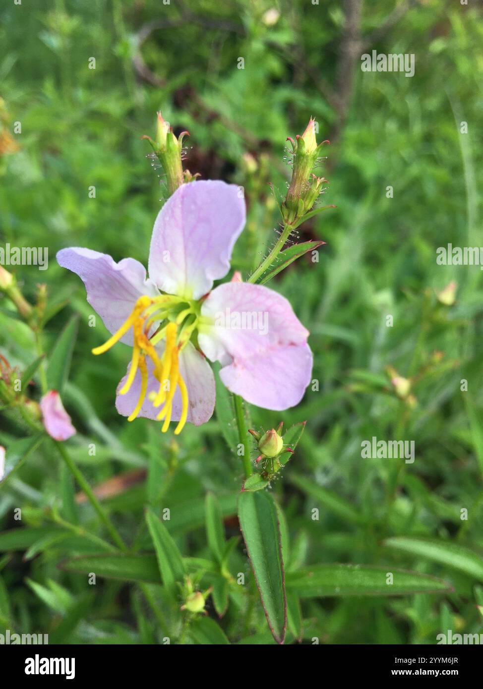 Maryland meadowbeauty (Rhexia mariana Stock Photo - Alamy