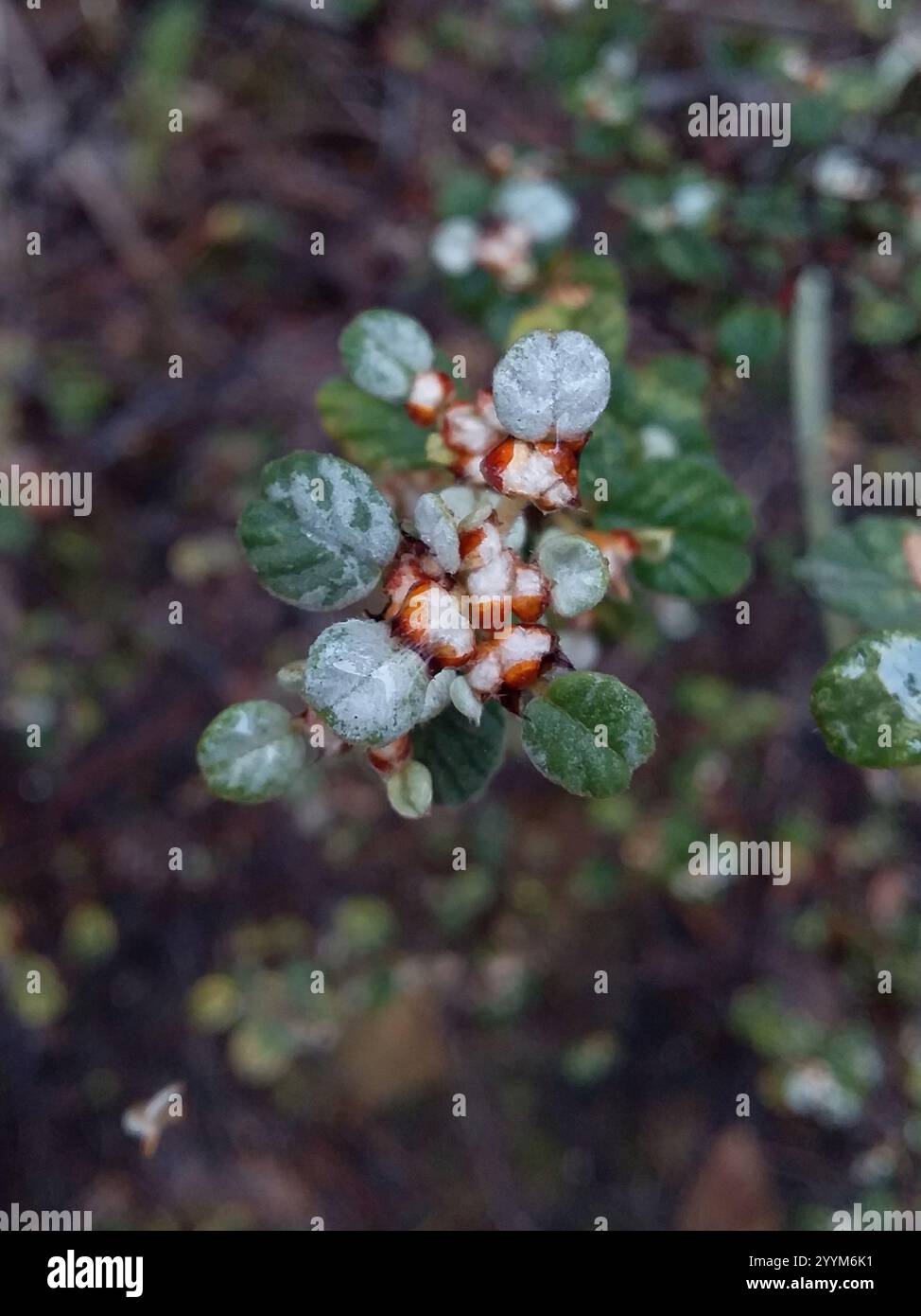 Australian dusty miller (Spyridium parvifolium Stock Photo - Alamy