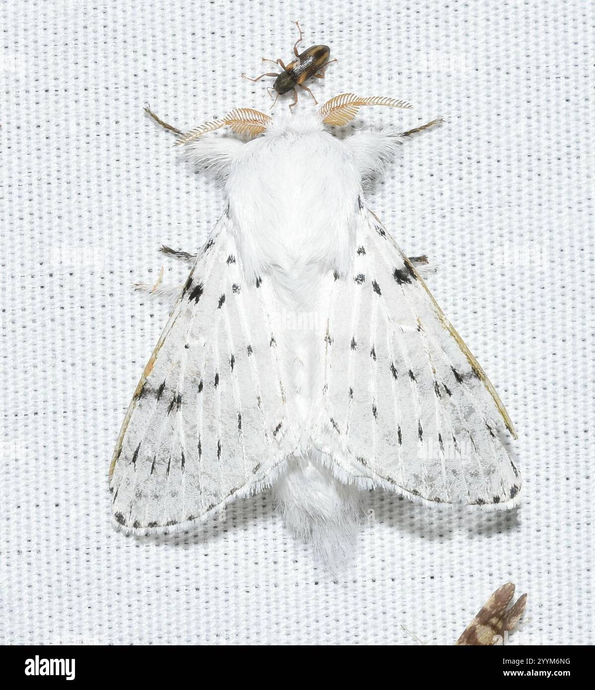Dot-lined White (Artace cribrarius Stock Photo - Alamy