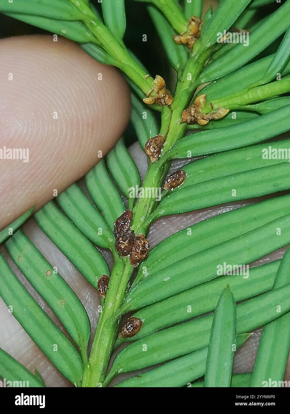 Fletcher Scale (Parthenolecanium fletcheri Stock Photo - Alamy