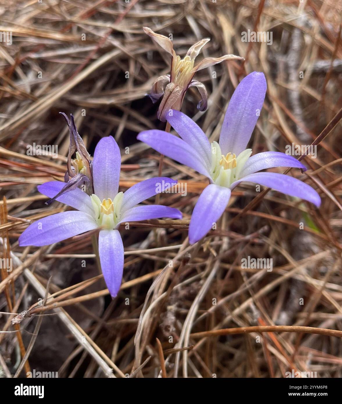 Dwarf Brodiaea (Brodiaea terrestris Stock Photo - Alamy