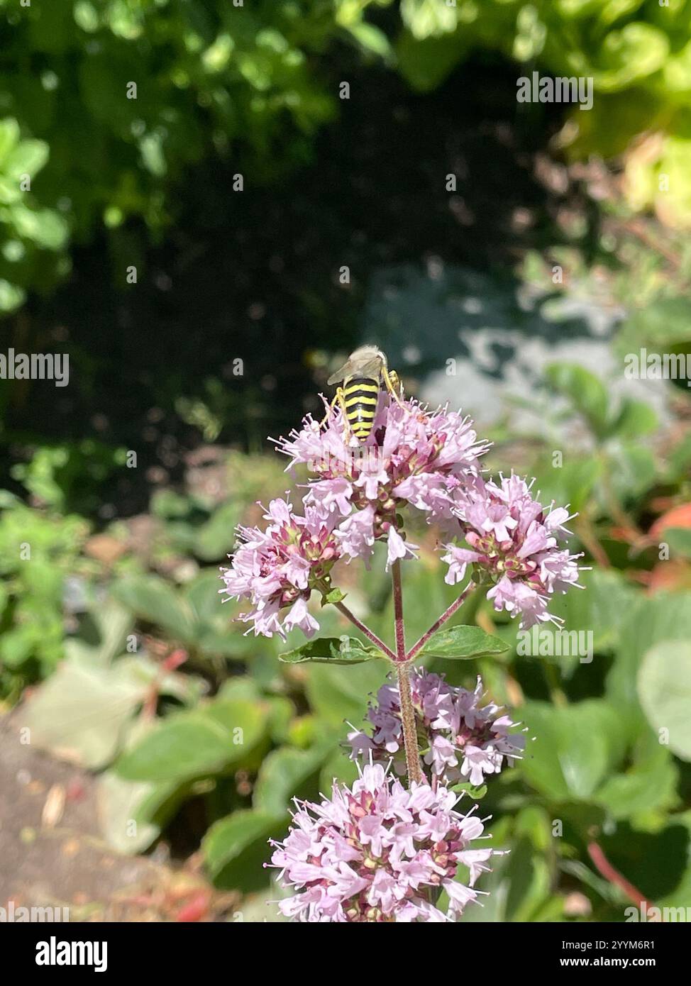 American Sand Wasp (Bembix americana Stock Photo - Alamy
