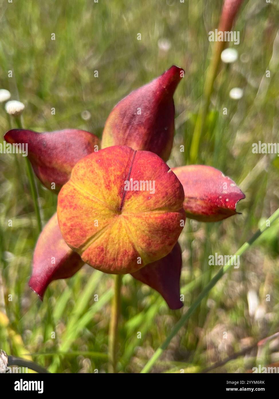 white pitcher plant (Sarracenia leucophylla Stock Photo - Alamy