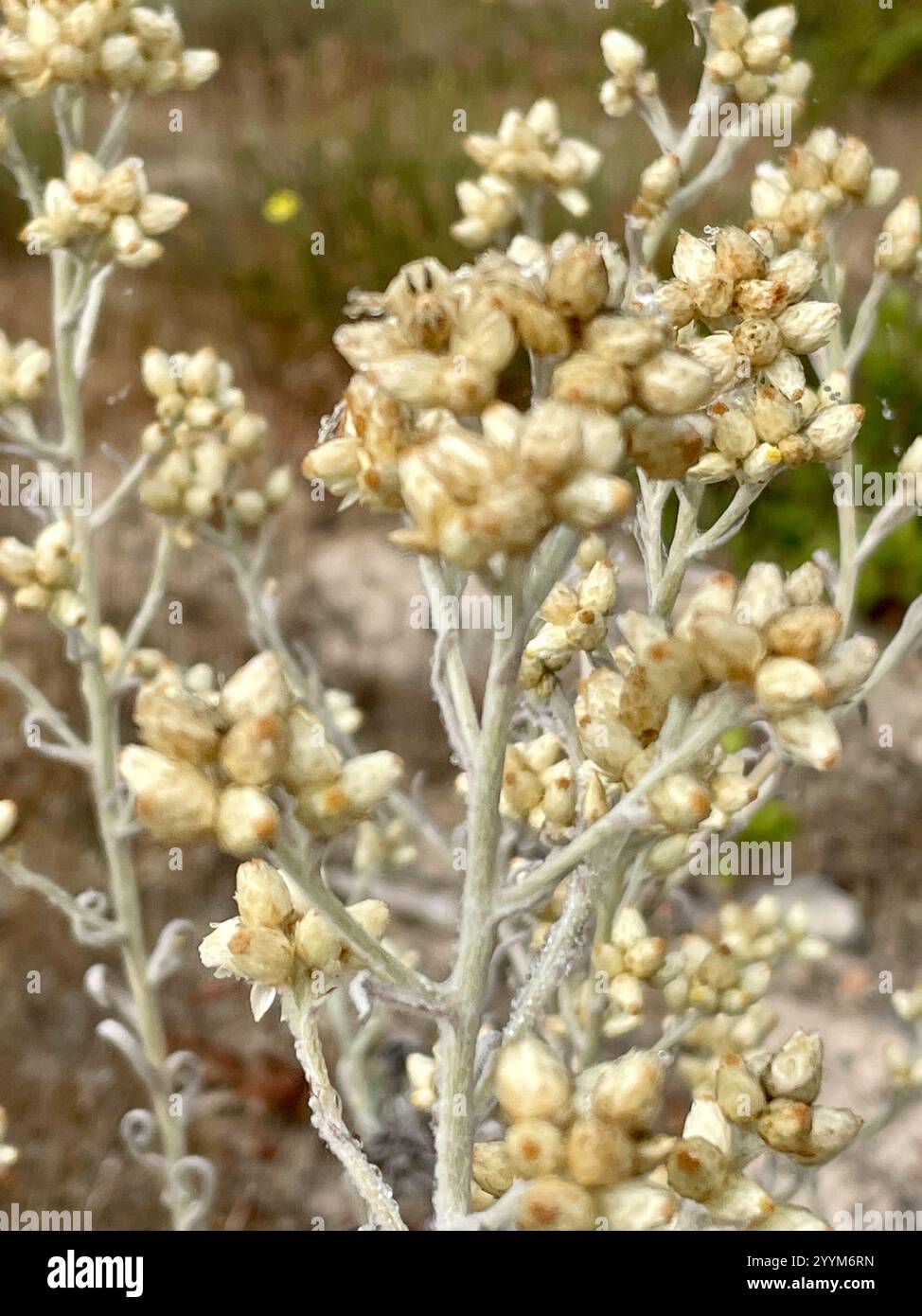 Fragrant Everlasting (Pseudognaphalium beneolens Stock Photo - Alamy