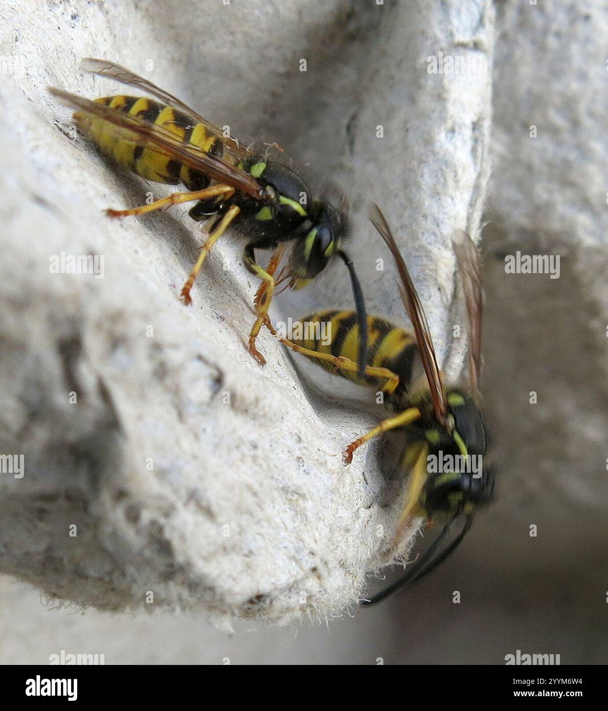 Common European Yellowjacket (Vespula vulgaris Stock Photo - Alamy