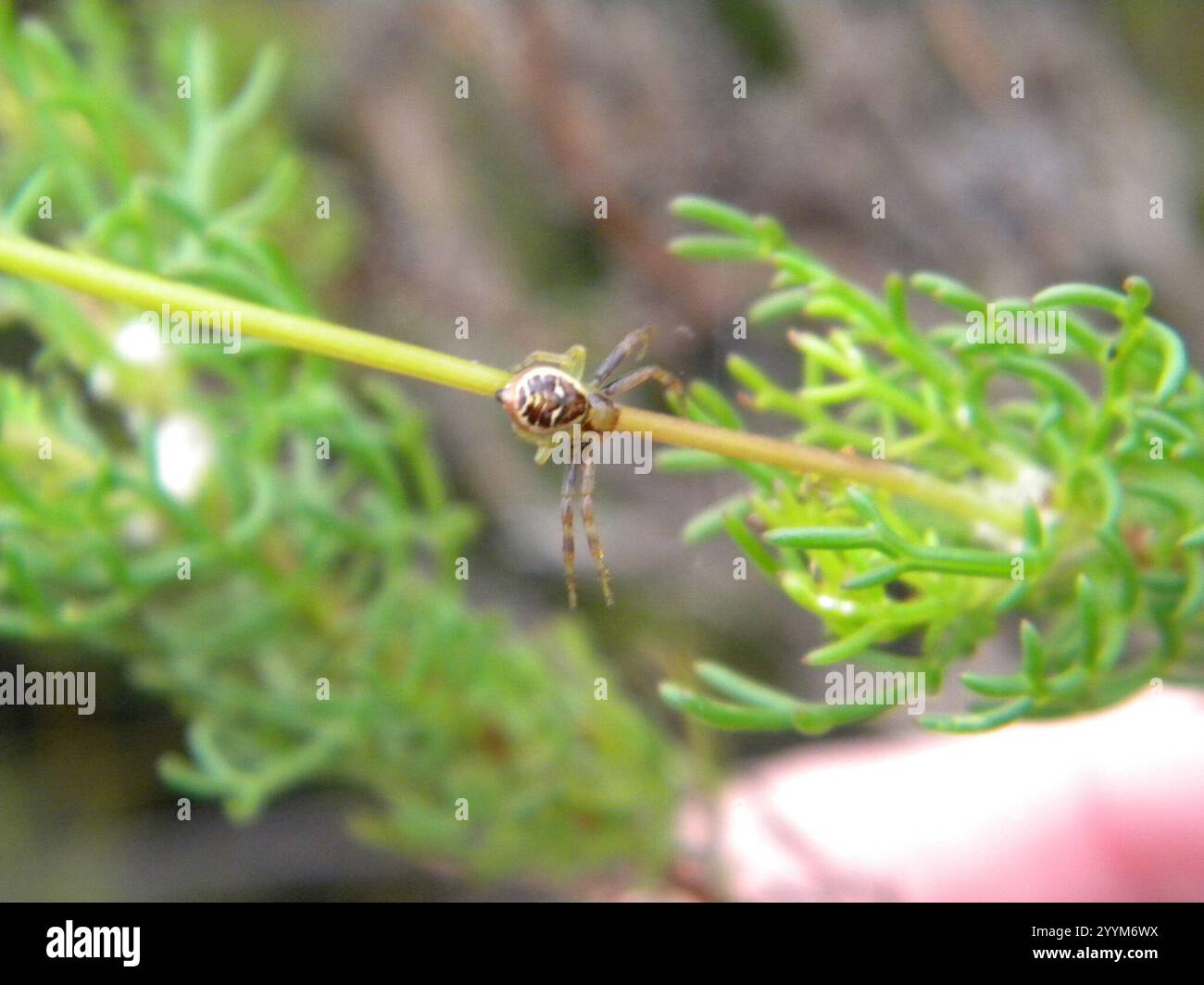 African mask spider hi-res stock photography and images - Alamy