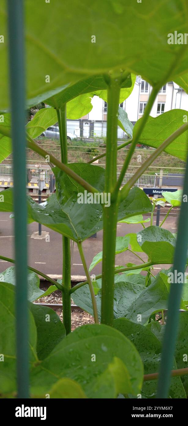 princess tree (Paulownia tomentosa Stock Photo - Alamy