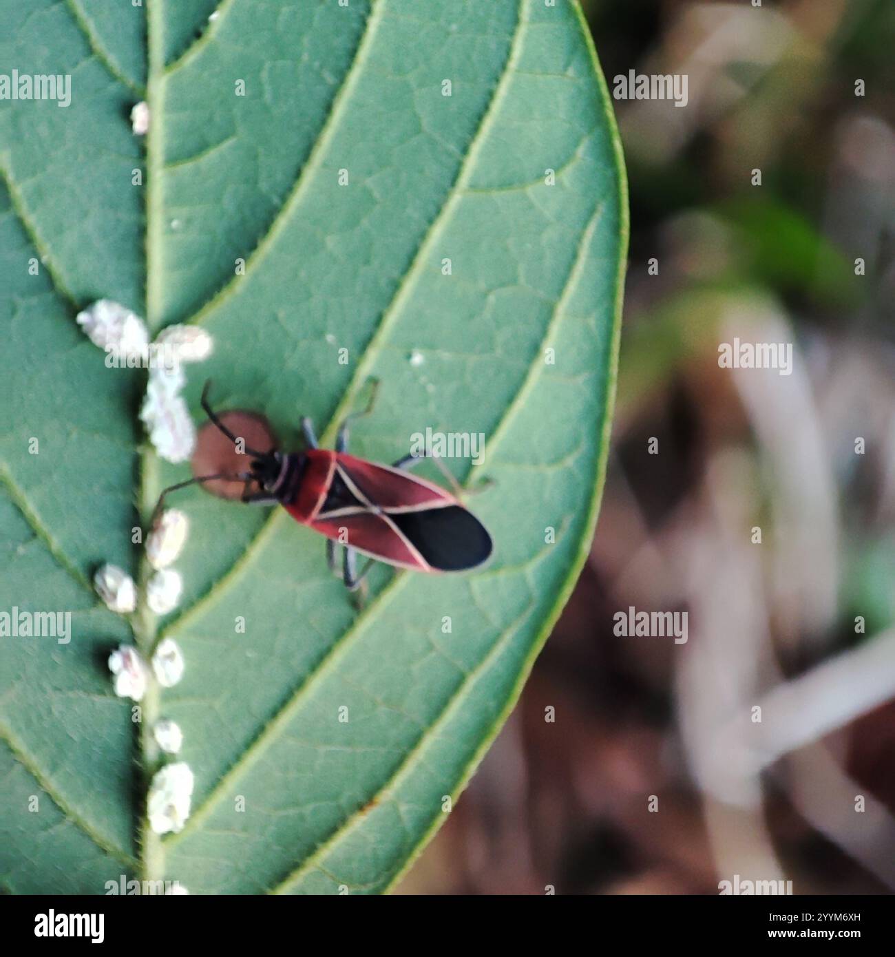 White-crossed Seed Bug (Neacoryphus bicrucis Stock Photo - Alamy