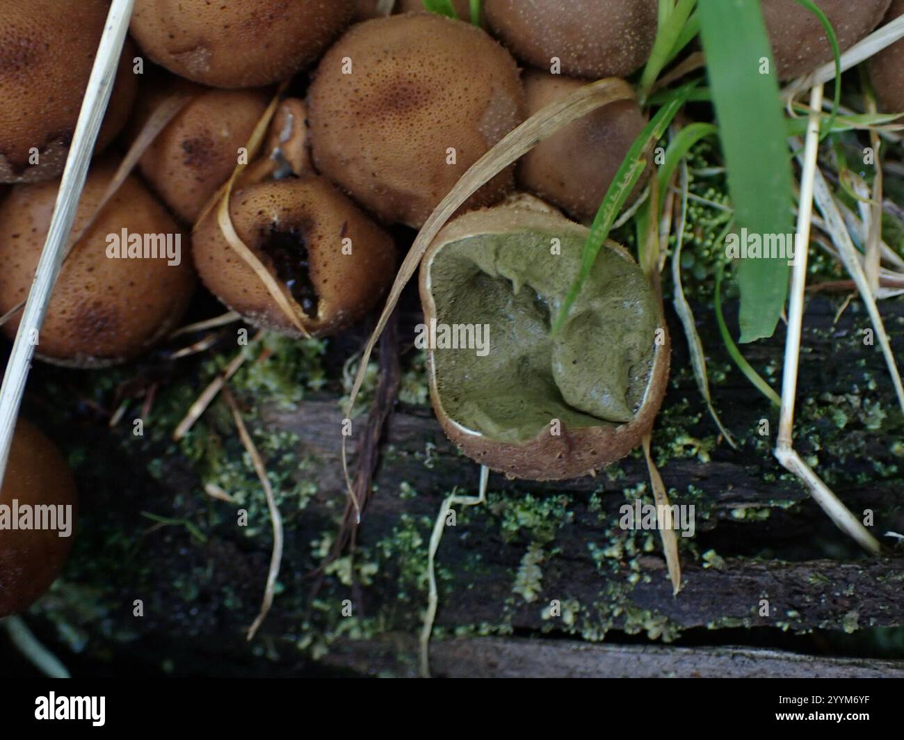 Pear-shaped Puffball (Apioperdon pyriforme Stock Photo - Alamy