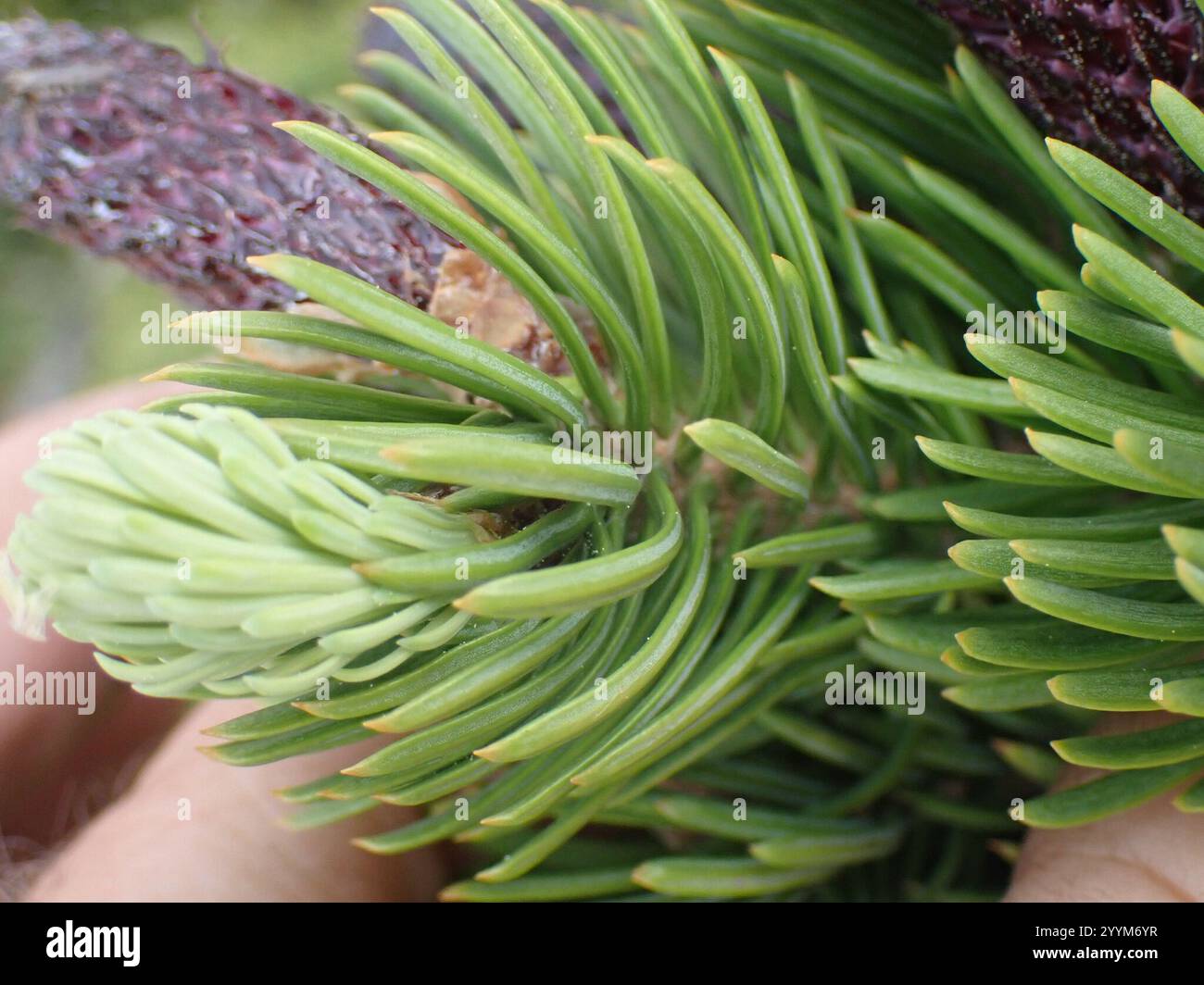 subalpine fir (Abies lasiocarpa Stock Photo - Alamy