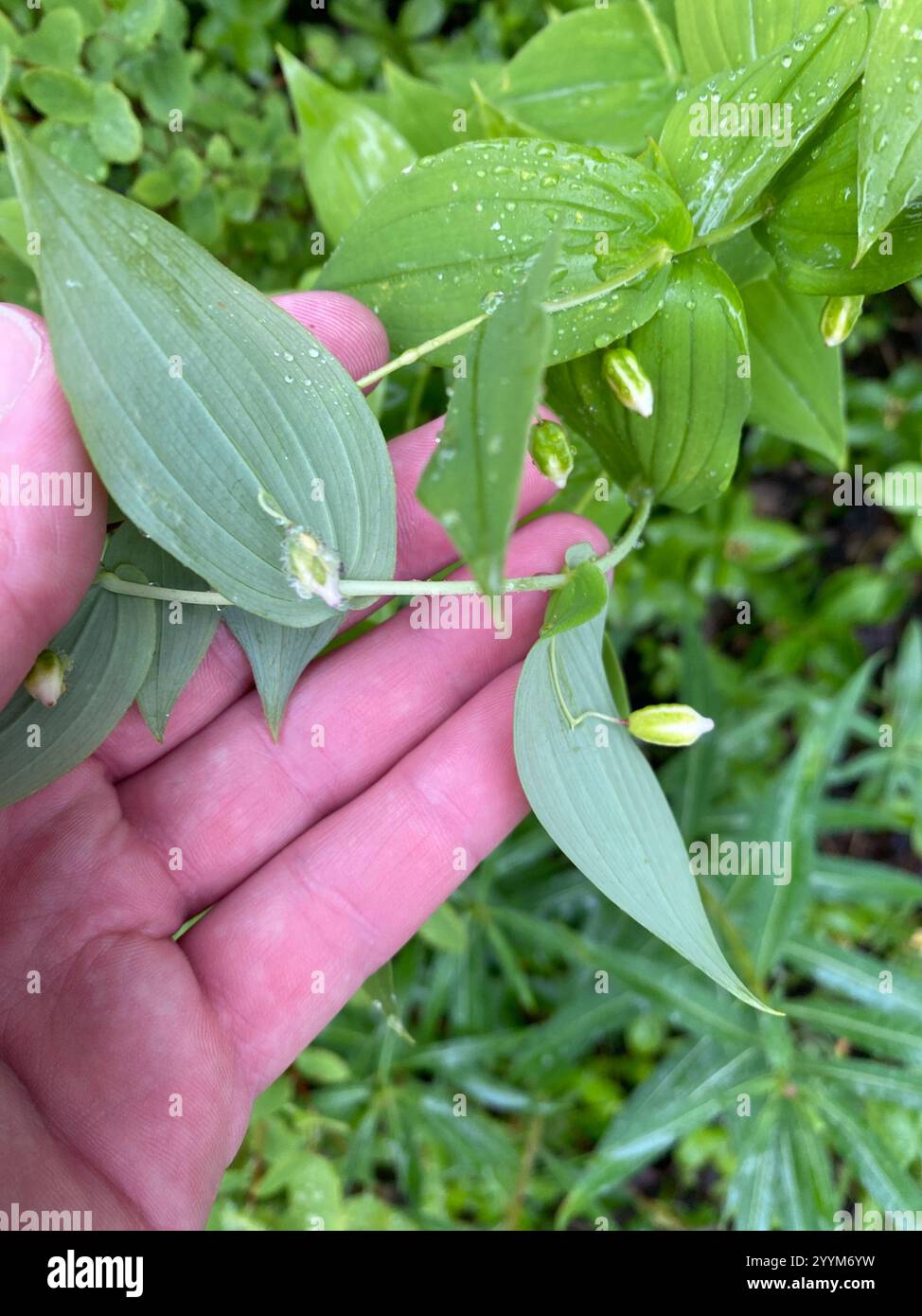 white twisted-stalk (Streptopus amplexifolius Stock Photo - Alamy