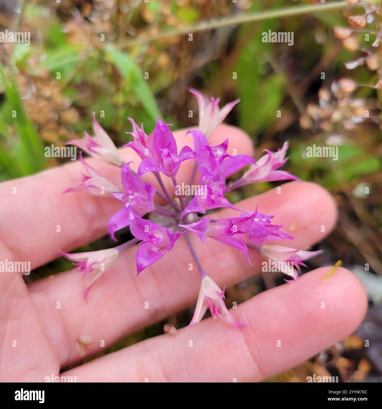 Hooker's onion (Allium acuminatum Stock Photo - Alamy