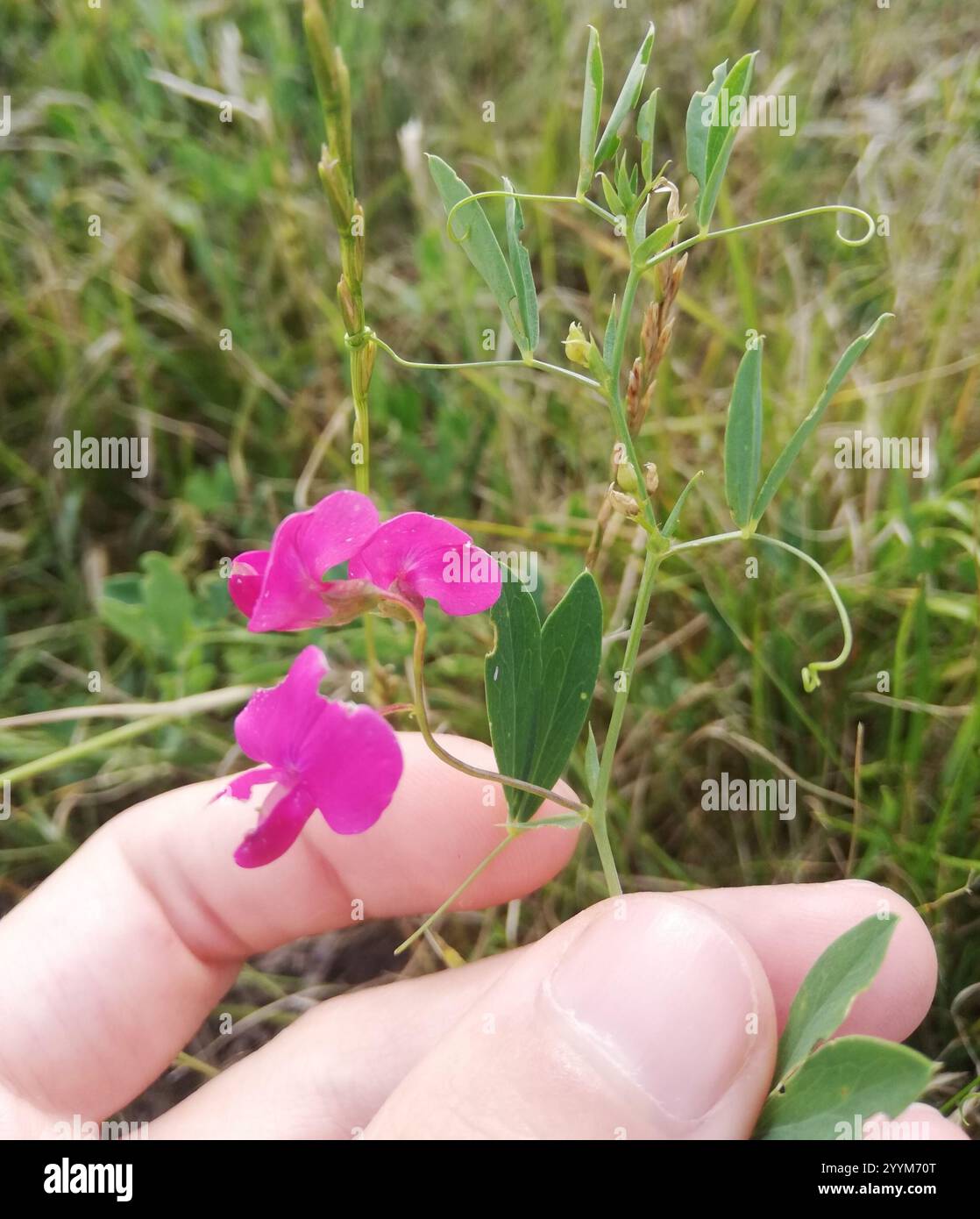 tuberous pea (Lathyrus tuberosus Stock Photo - Alamy