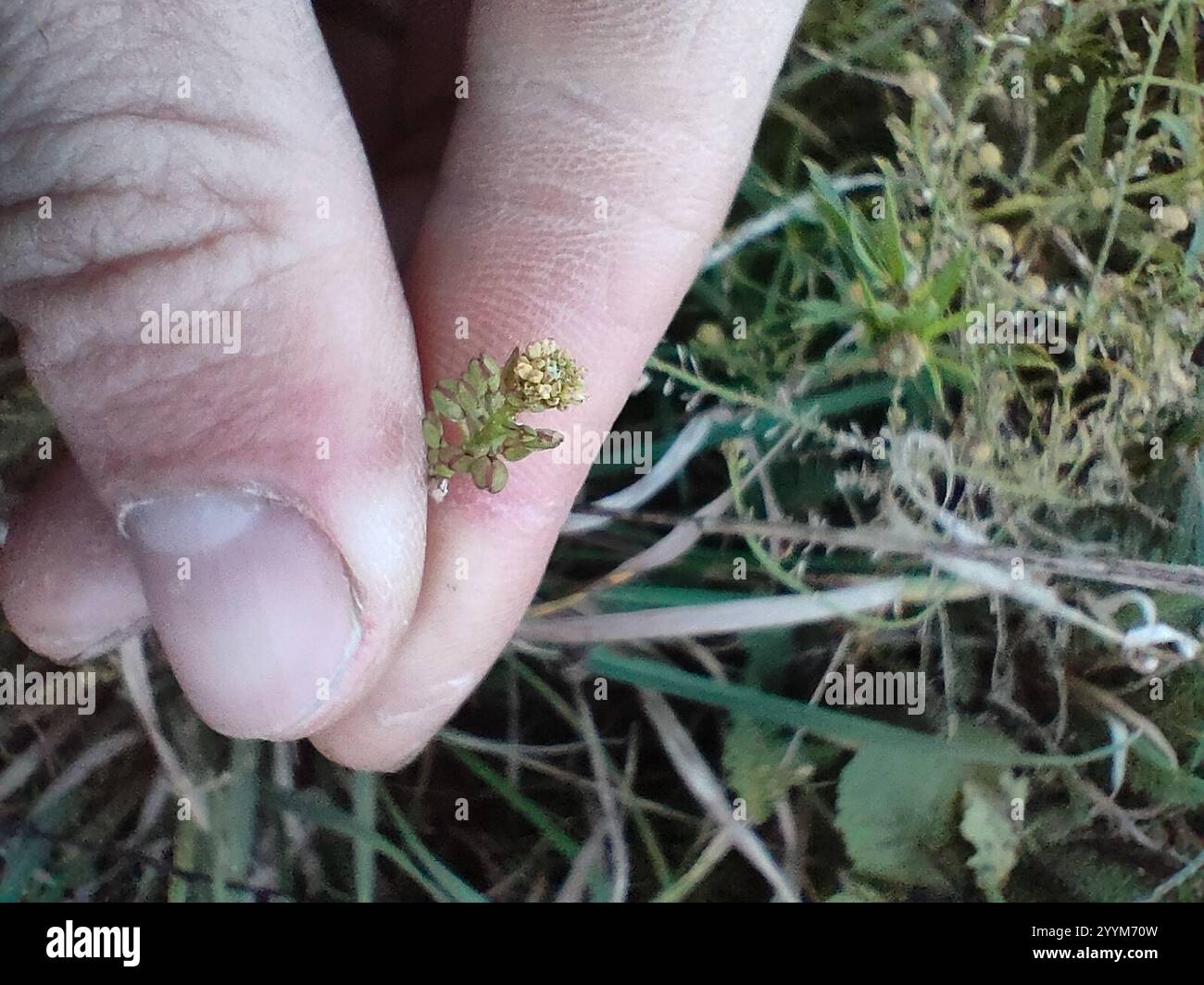 African Pepperwort (Lepidium africanum Stock Photo - Alamy