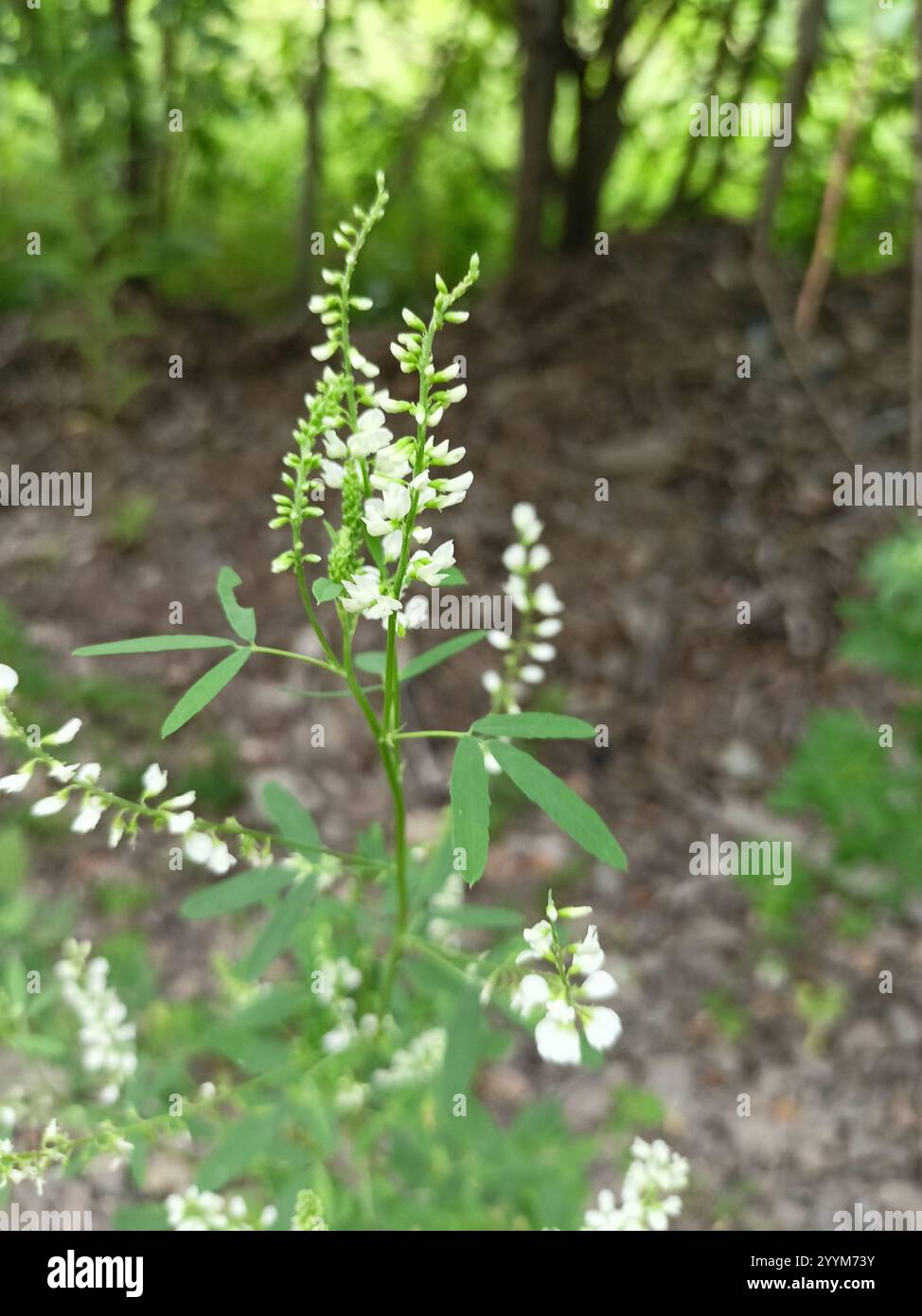 White Sweetclover (Melilotus albus Stock Photo - Alamy