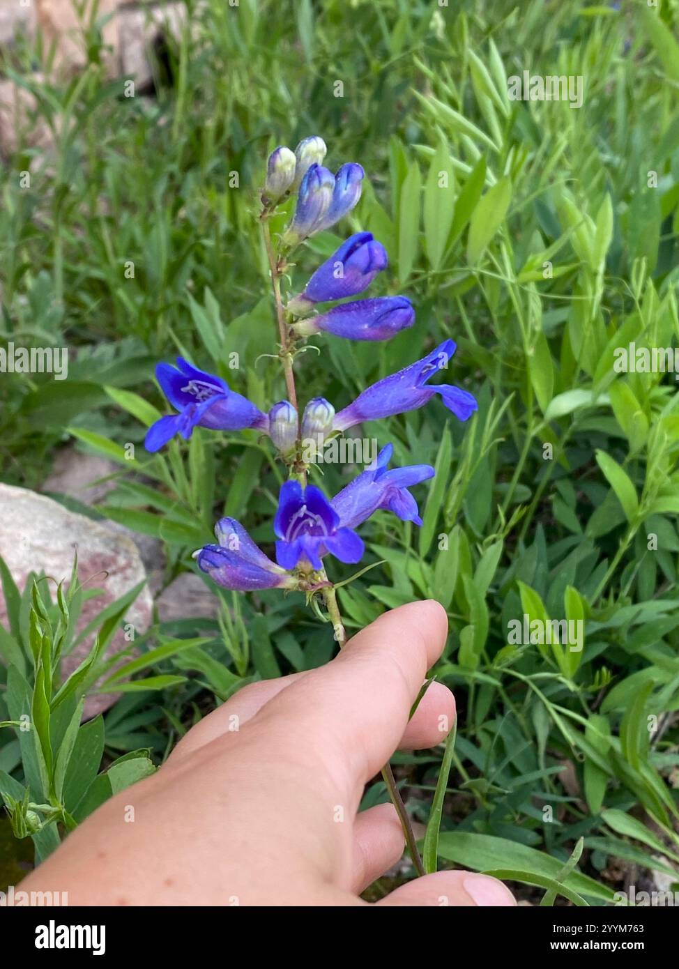 Wasatch penstemon hi-res stock photography and images - Alamy